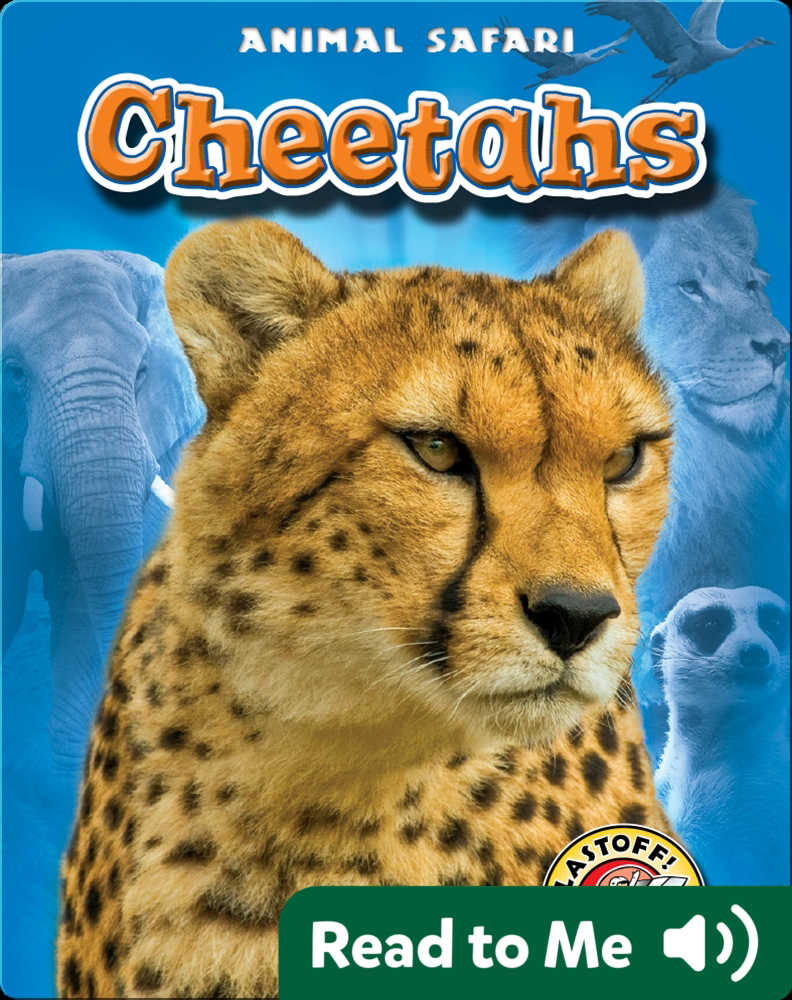 Cheetahs: Animal Safari Children's Book by Megan Borgert-Spaniol ...