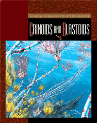 Mystery Math: A First Book of Algebra Children's Book by David A. Adler ...