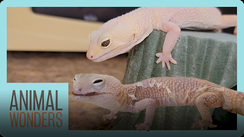 Leopard Gecko Rescue - Incredible Recovery! Video | Discover Fun and ...