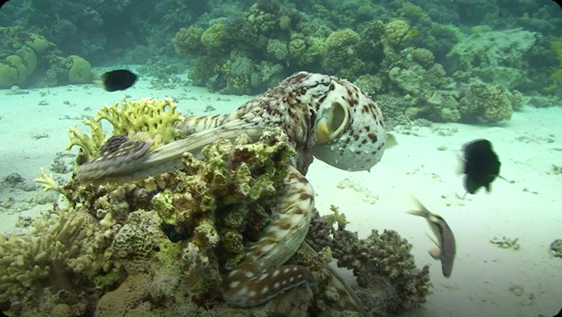 Octopus Video | Discover Fun and Educational Videos That Kids Love ...