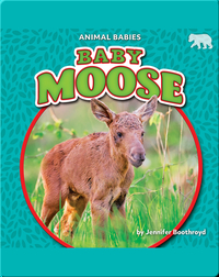 Super Cute! Baby Zebras Children's Book by Megan Borget-Spaniol ...