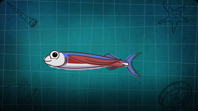 I’m A Flying Fish Video | Discover Fun and Educational Videos That Kids ...