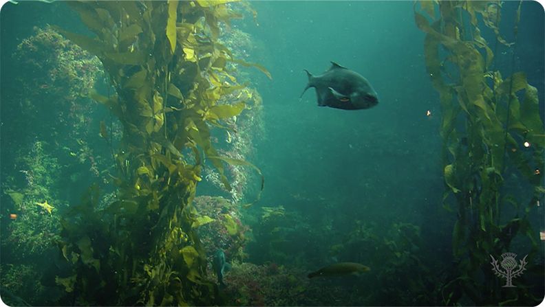 Kelp Forest Ecosystem Video | Discover Fun and Educational Videos That ...