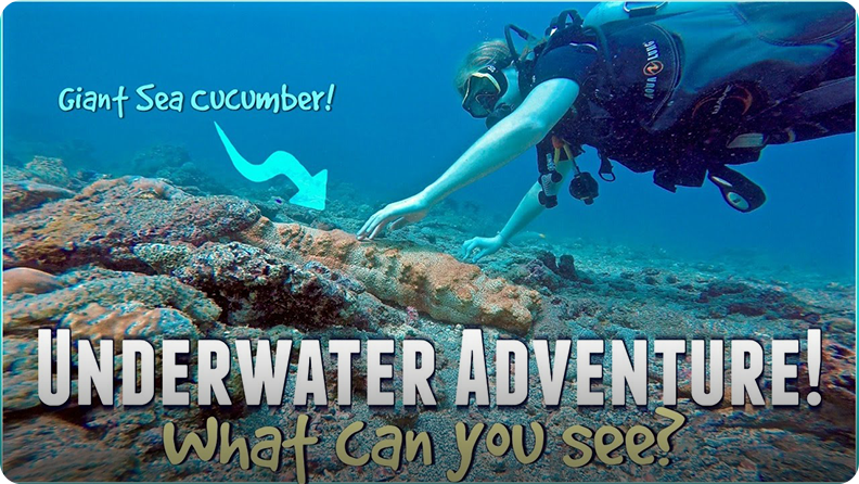 Underwater Adventure! What can YOU See? Video | Discover Fun and ...
